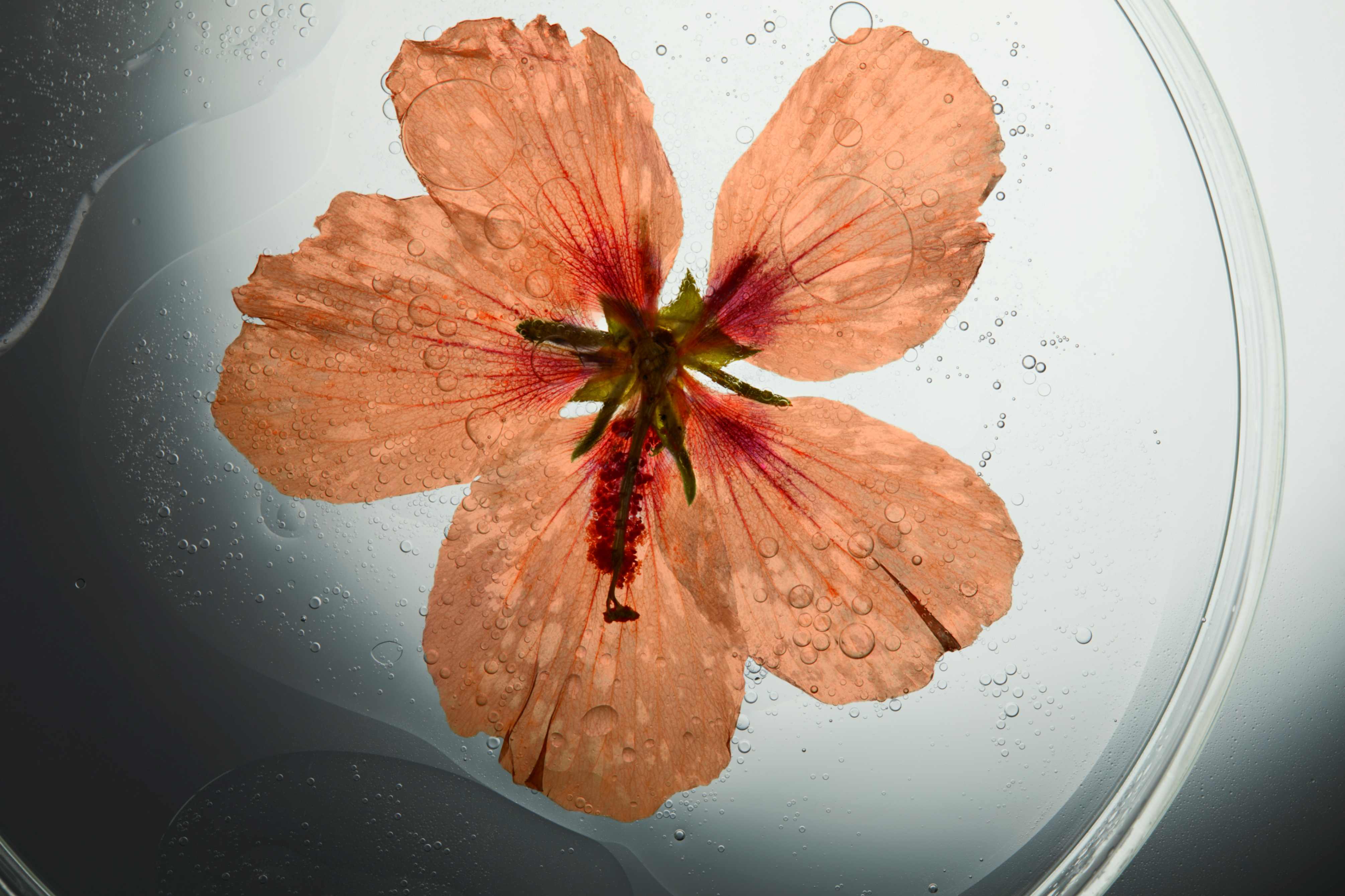 Myoxinol™ : The Neuropeptide Redefining Skincare – Irene Forte Skincare UK