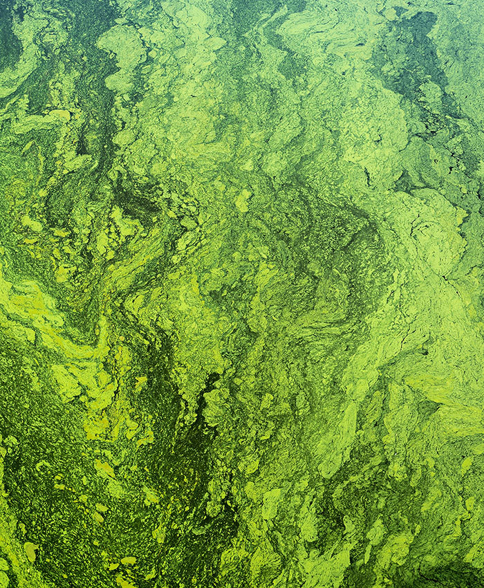 Irene Forte Skincare | Lavender Foam Cleanser – Irene Forte Skincare UK